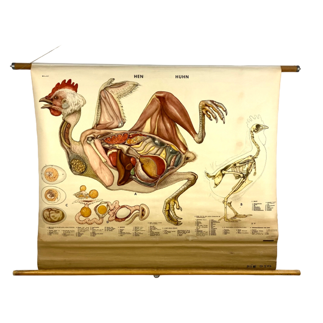 Hen Anatomy Chart – Found Furnishings